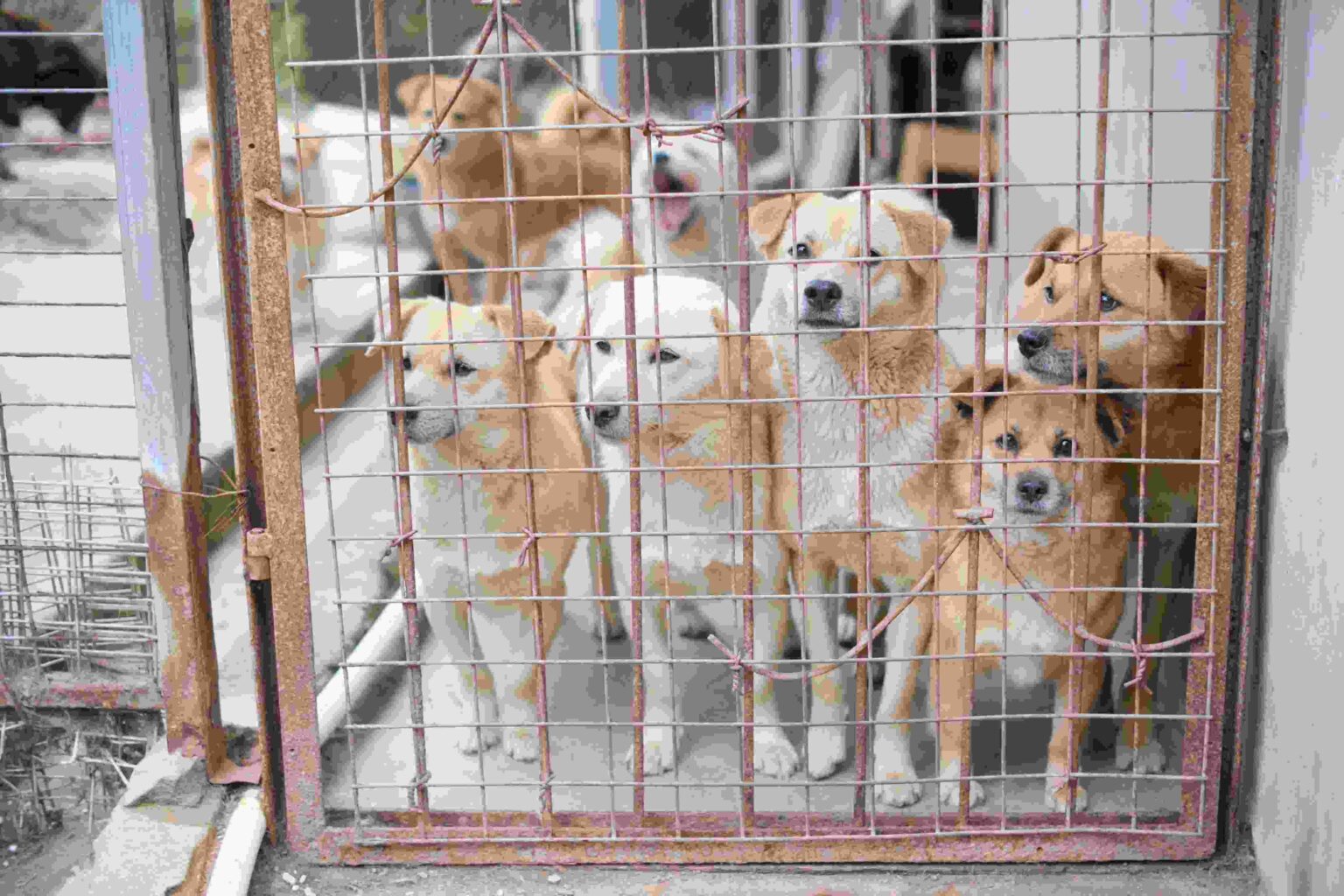 Rehabilitation - Vantara Jamnagar