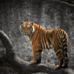 Vantara Zoo The Star of the Forest, Born in India 🇮🇳🌳 - Vantara Jamnagar